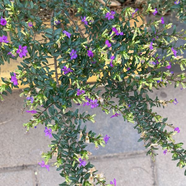 Cuphea Hyssopifolia | False heather | Mexican heather | Elfin herb- GCI