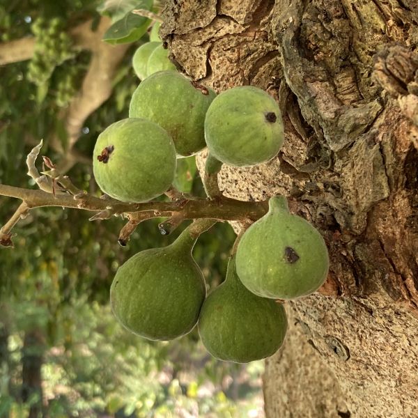 Ficus racemosa | Cluster fig - Green Cover Initiative