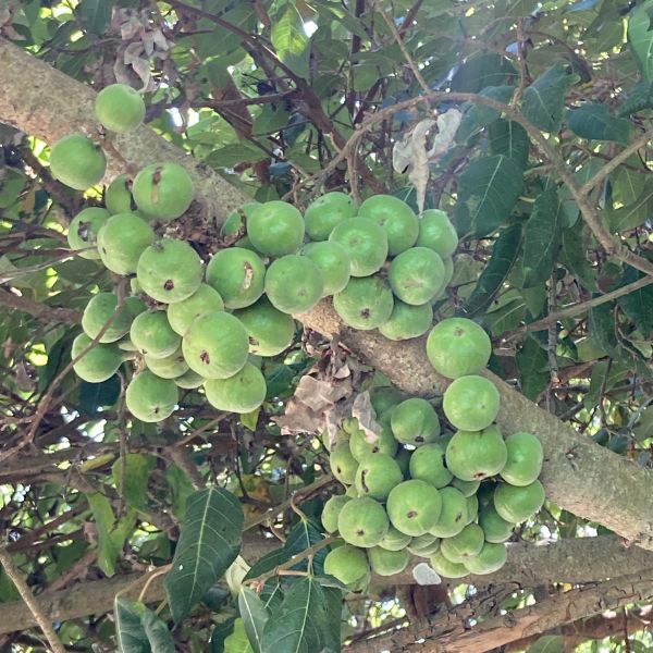 Ficus racemosa | Cluster fig - Green Cover Initiative