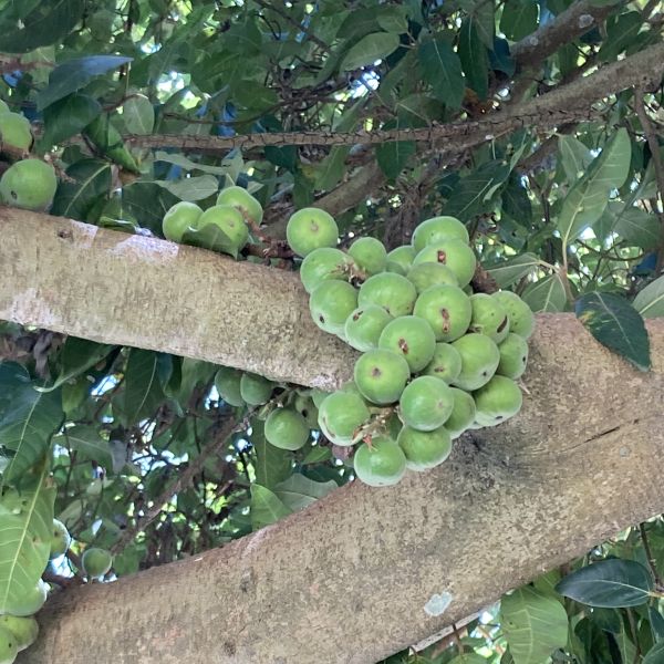 Ficus racemosa | Cluster fig - Green Cover Initiative