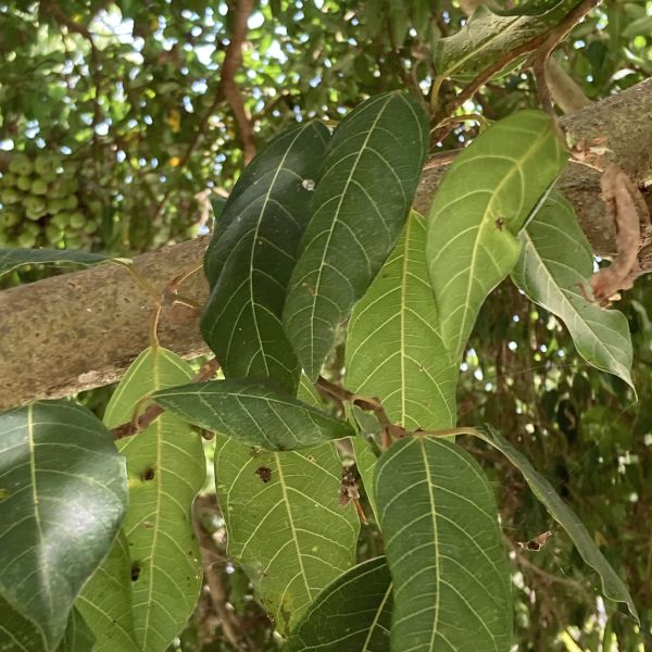Ficus racemosa | Cluster fig - Green Cover Initiative