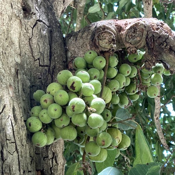 Ficus racemosa | Cluster fig - Green Cover Initiative