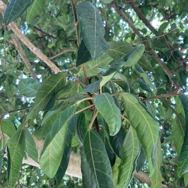 Ficus racemosa | Cluster fig - Green Cover Initiative