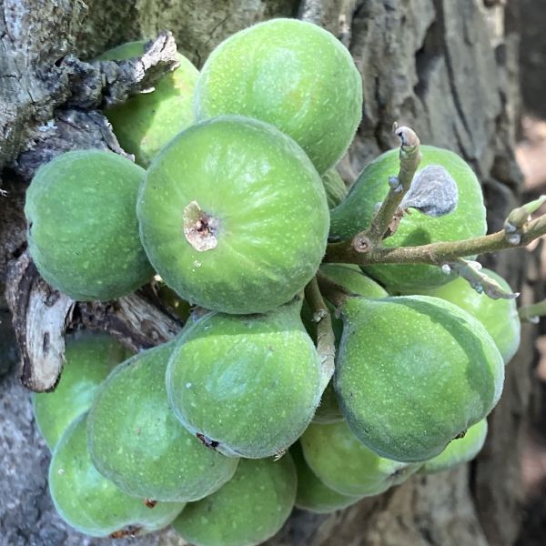 Ficus racemosa | Cluster fig - Green Cover Initiative