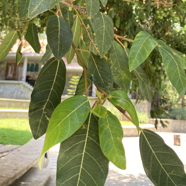 Ficus racemosa | Cluster fig - Green Cover Initiative