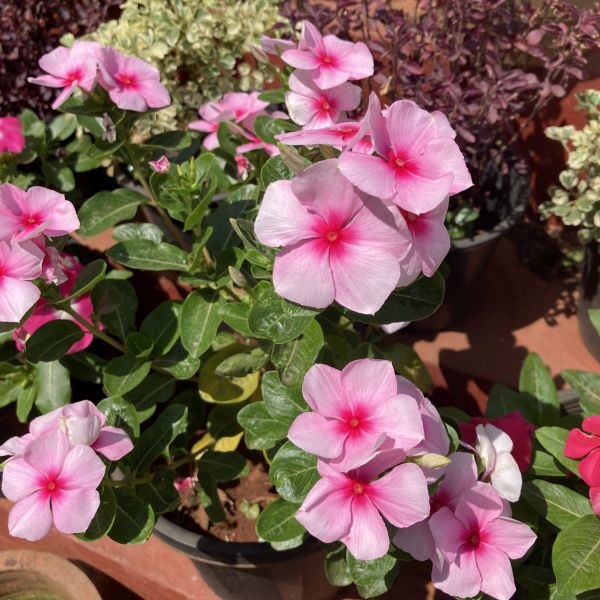 Catharanthus Roseus | Vinca Rosea | Periwinkle | Graveyard plant - GCI