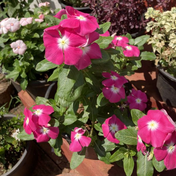 Catharanthus Roseus | Vinca Rosea | Periwinkle | Graveyard plant - GCI