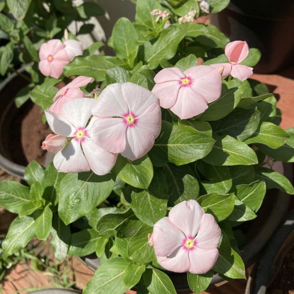 Catharanthus Roseus | Vinca Rosea | Periwinkle | Graveyard plant - GCI