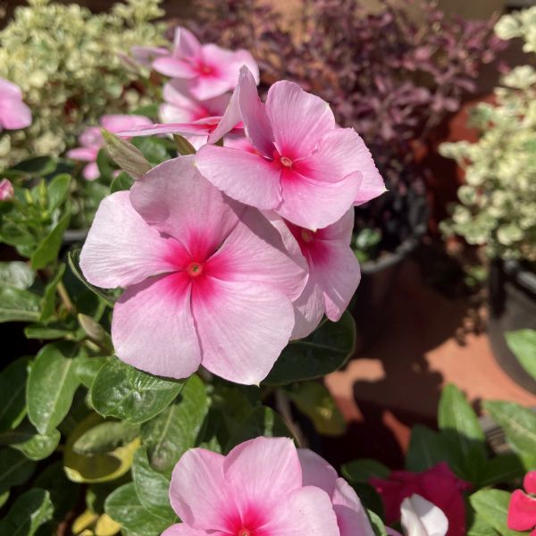 Catharanthus Roseus | Vinca Rosea | Periwinkle | Graveyard plant - GCI