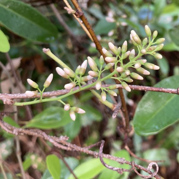 Derris trifoliata | Common Derris - Flowering plants - GCI