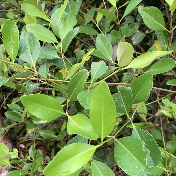 Derris trifoliata | Common Derris - Flowering plants - GCI