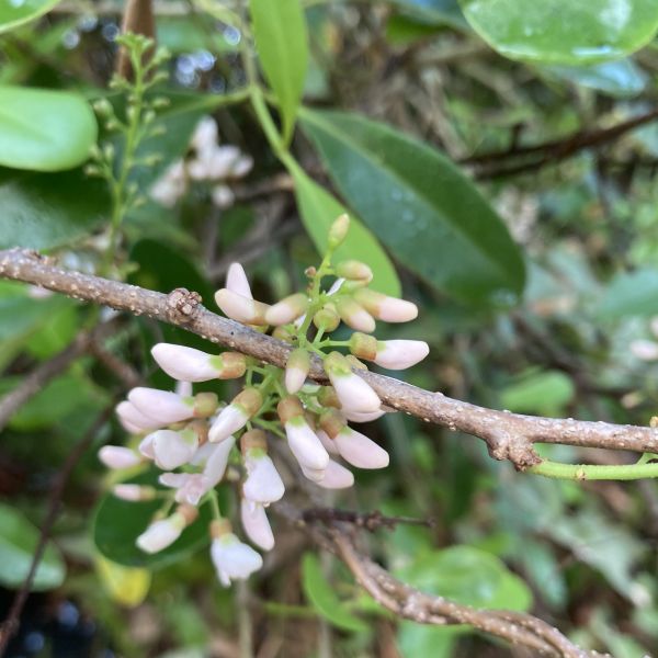 Derris trifoliata | Common Derris - Flowering plants - GCI