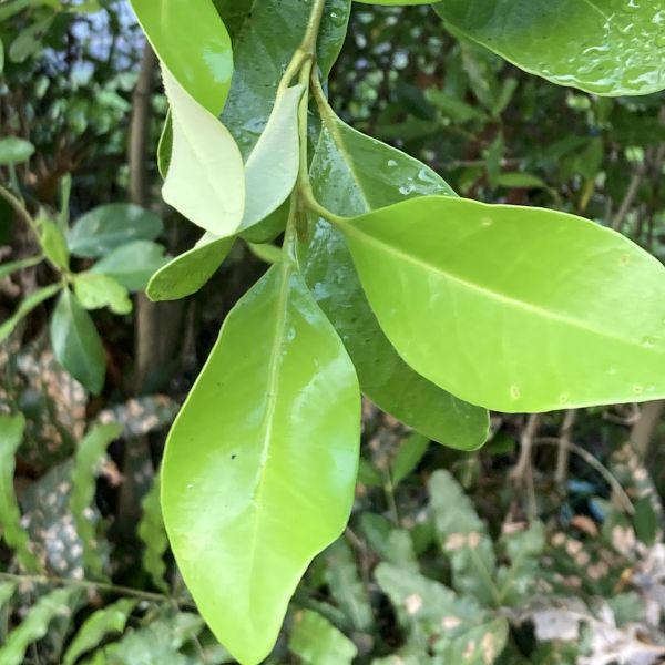Derris trifoliata | Common Derris - Flowering plants - GCI