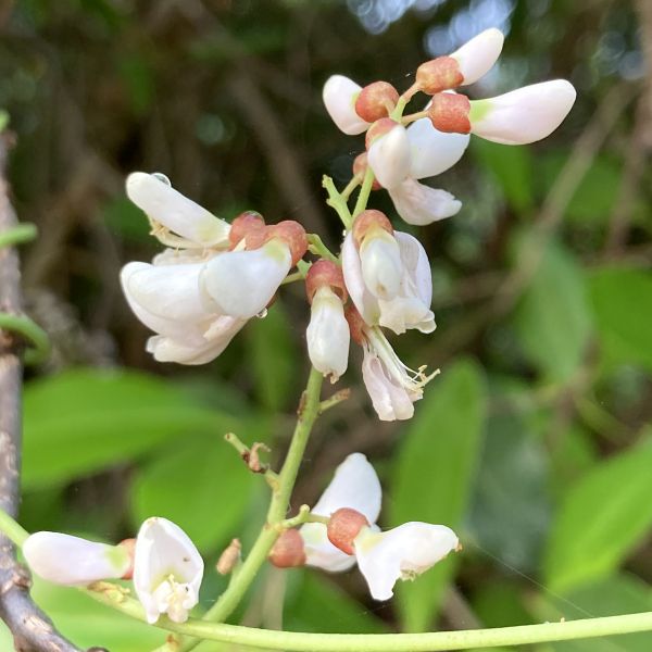Derris trifoliata | Common Derris - Flowering plants - GCI