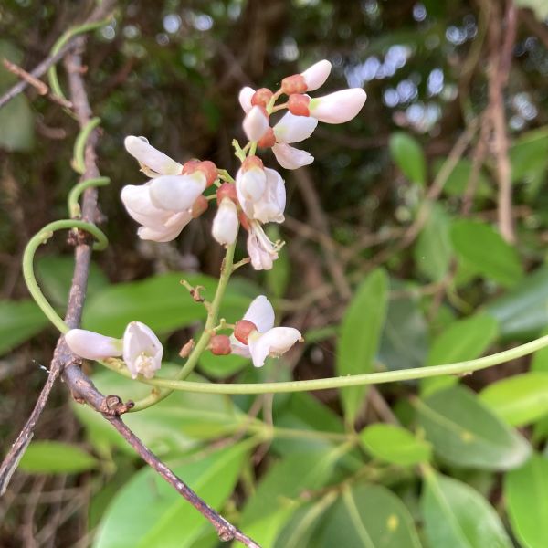 Derris trifoliata | Common Derris - Flowering plants - GCI
