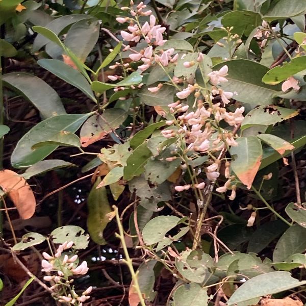 Derris trifoliata | Common Derris - Flowering plants - GCI