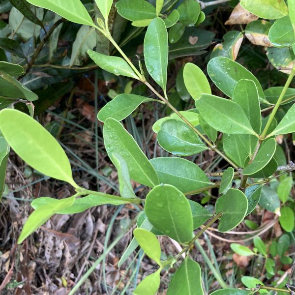 Derris trifoliata | Common Derris - Flowering plants - GCI