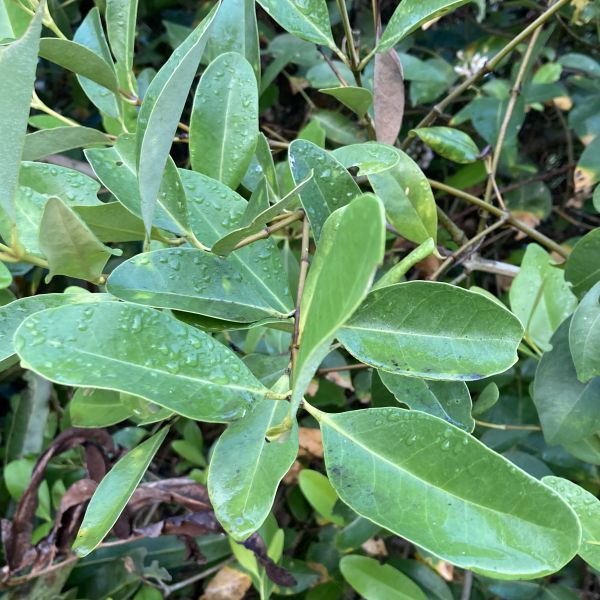 Derris trifoliata | Common Derris - Flowering plants - GCI