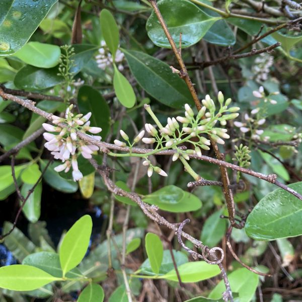 Derris trifoliata | Common Derris - Flowering plants - GCI