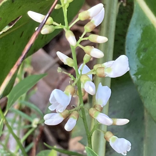 Derris trifoliata | Common Derris - Flowering plants - GCI