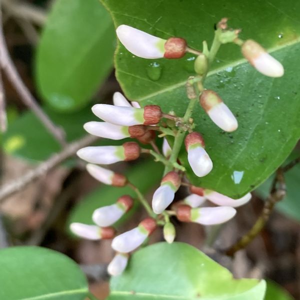 Derris trifoliata | Common Derris - Flowering plants - GCI