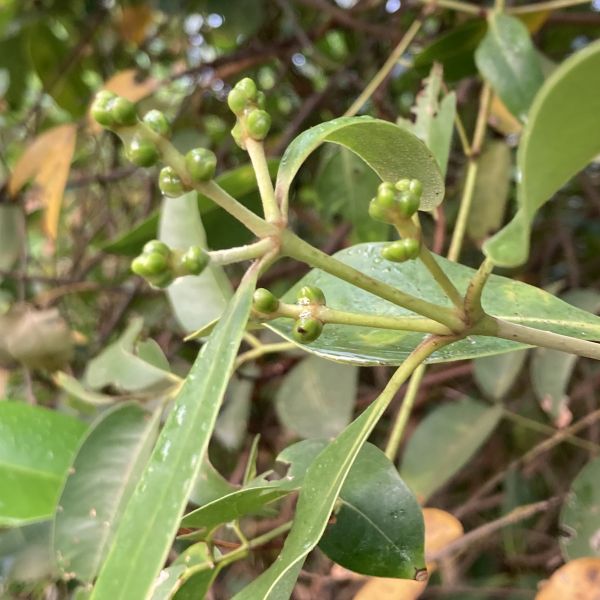 Derris trifoliata | Common Derris - Flowering plants - GCI