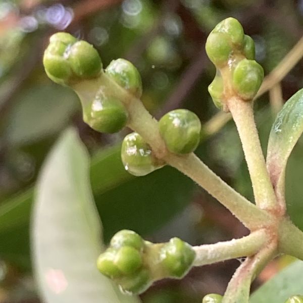 Derris trifoliata | Common Derris - Flowering plants - GCI