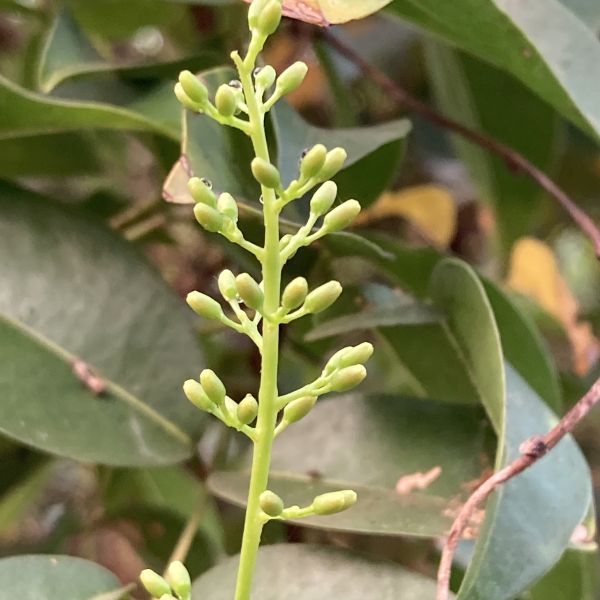 Derris trifoliata | Common Derris - Flowering plants - GCI