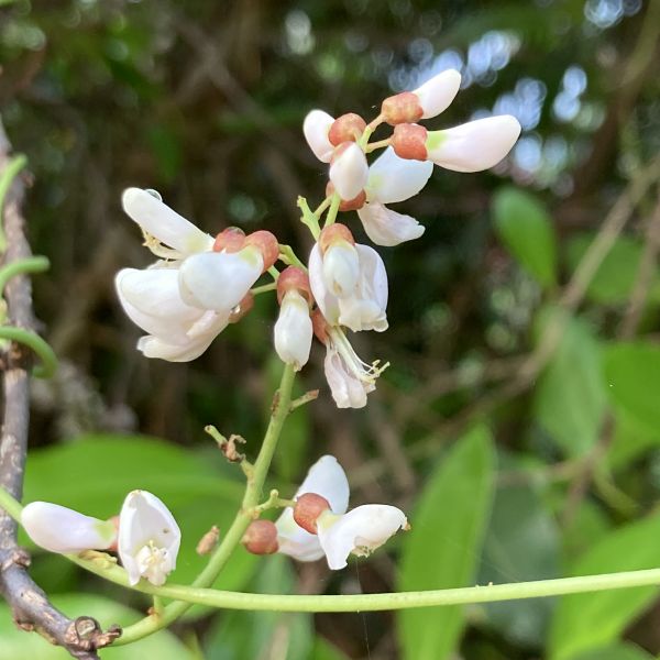Derris trifoliata | Common Derris - Flowering plants - GCI