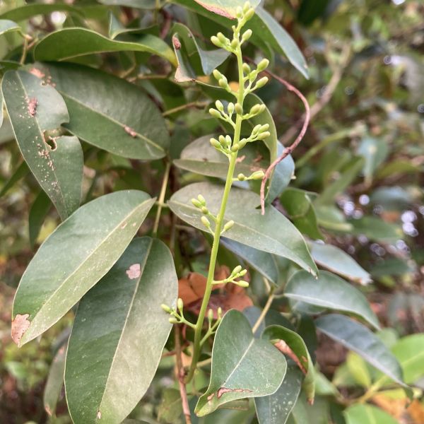 Derris trifoliata | Common Derris - Flowering plants - GCI
