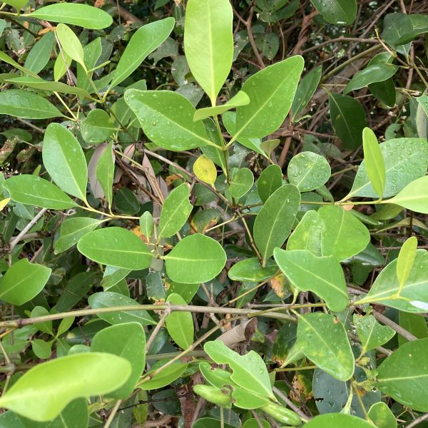 Derris trifoliata | Common Derris - Flowering plants - GCI
