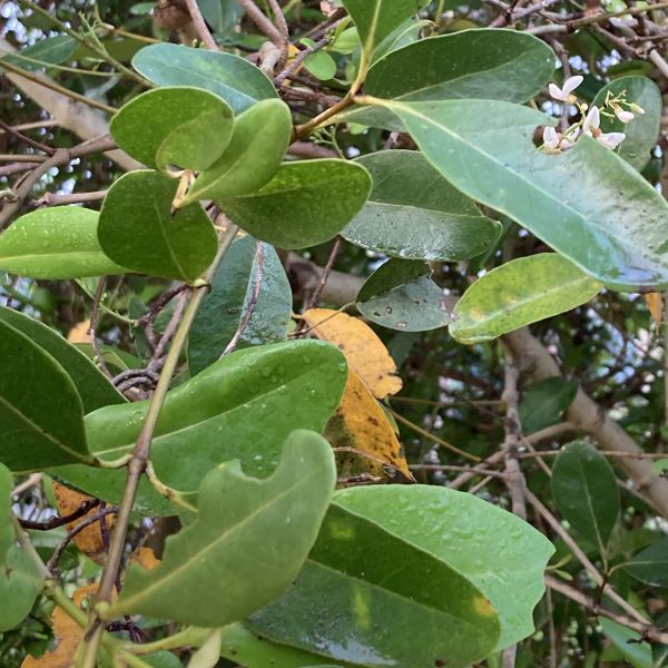 Derris trifoliata | Common Derris - Flowering plants - GCI