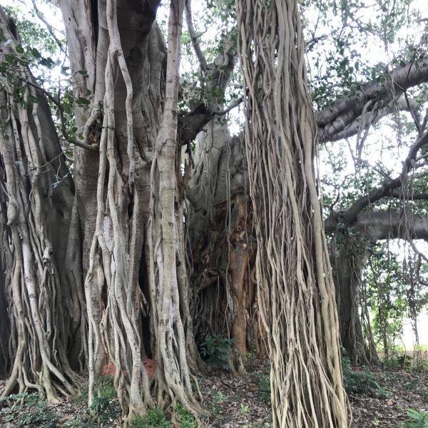 Ficus benghalensis | Banyan tree - Indian Trees