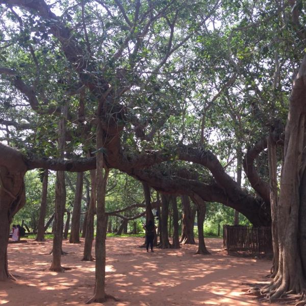 Ficus benghalensis | Banyan tree - Indian Trees