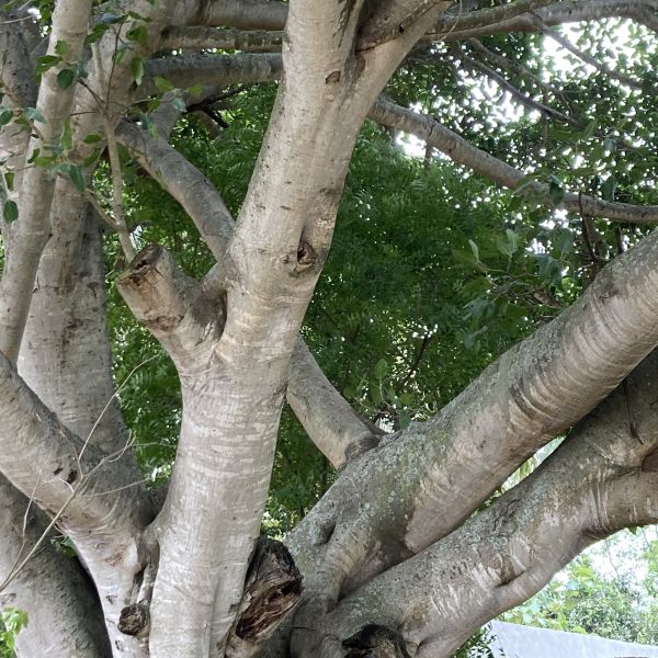 Ficus benghalensis | Banyan tree - Indian Trees