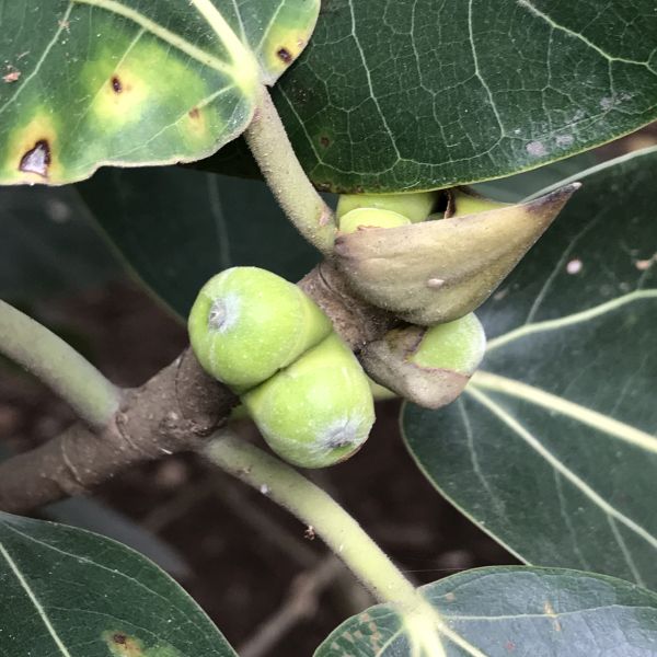 Ficus benghalensis | Banyan tree - Indian Trees