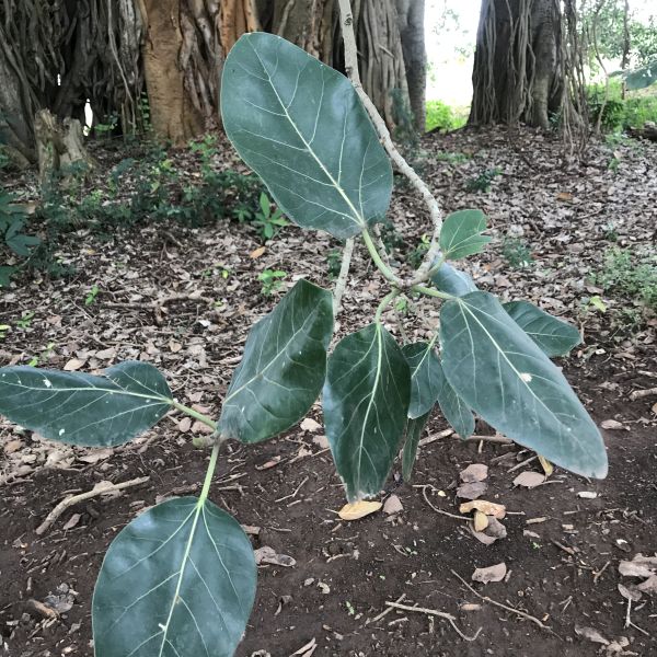 Ficus benghalensis | Banyan tree - Indian Trees