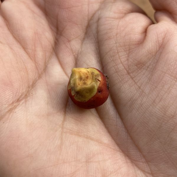 Ficus benghalensis | Banyan tree - Indian Trees