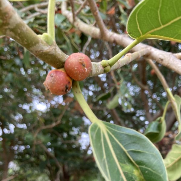 Ficus benghalensis | Banyan tree - Indian Trees