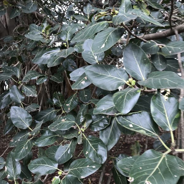 Ficus benghalensis | Banyan tree - Indian Trees