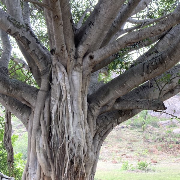 Ficus benghalensis | Banyan tree - Indian Trees