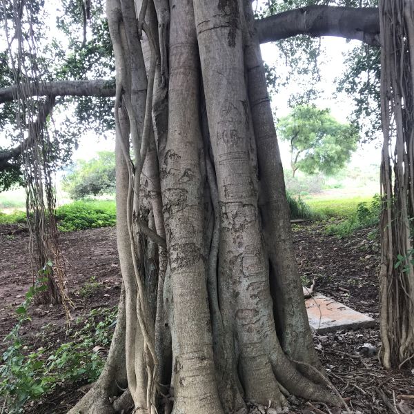 Ficus benghalensis | Banyan tree - Indian Trees