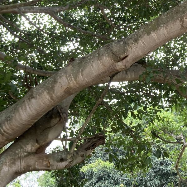 Ficus benghalensis | Banyan tree - Indian Trees