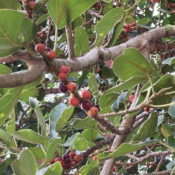 Ficus benghalensis | Banyan tree - Indian Trees