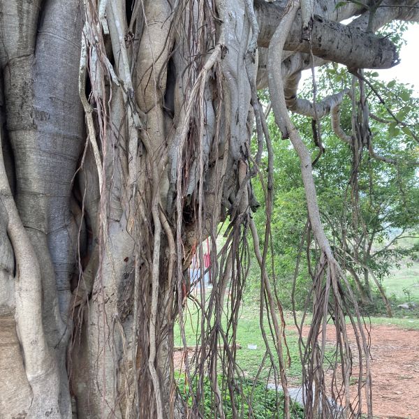 Ficus benghalensis | Banyan tree - Indian Trees