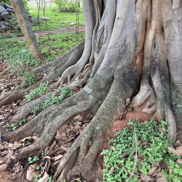 Ficus benghalensis | Banyan tree - Indian Trees