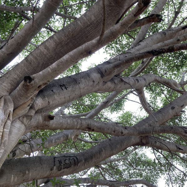 Ficus benghalensis | Banyan tree - Indian Trees