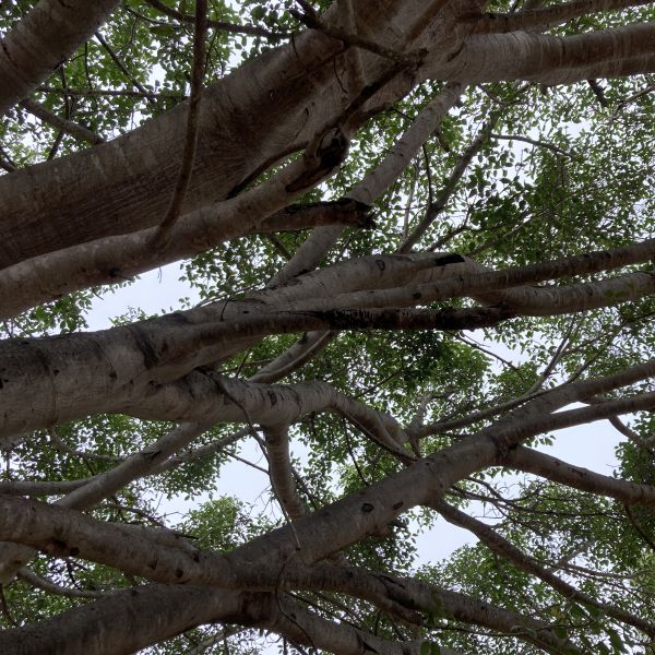 Ficus benghalensis: Banyan tree - Green Cover Initiative
