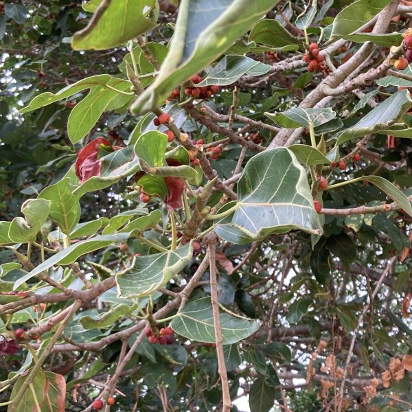 Ficus benghalensis | Banyan tree - Indian Trees