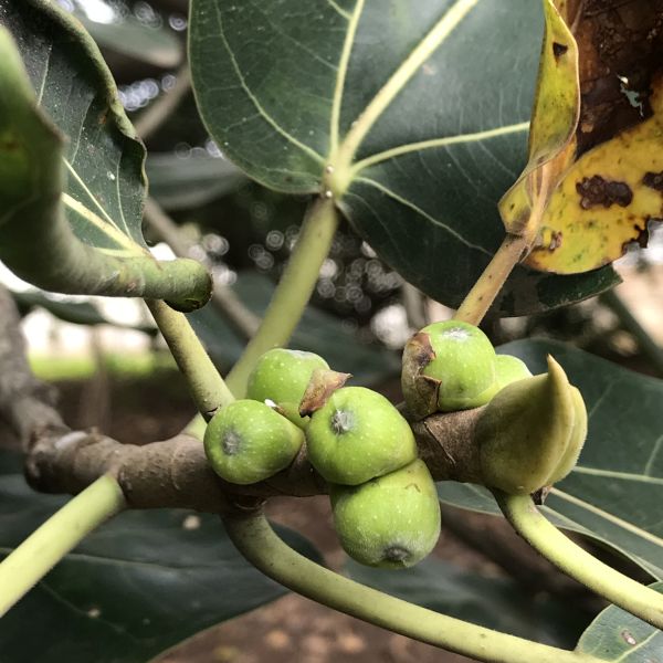 Ficus benghalensis | Banyan tree - Indian Trees
